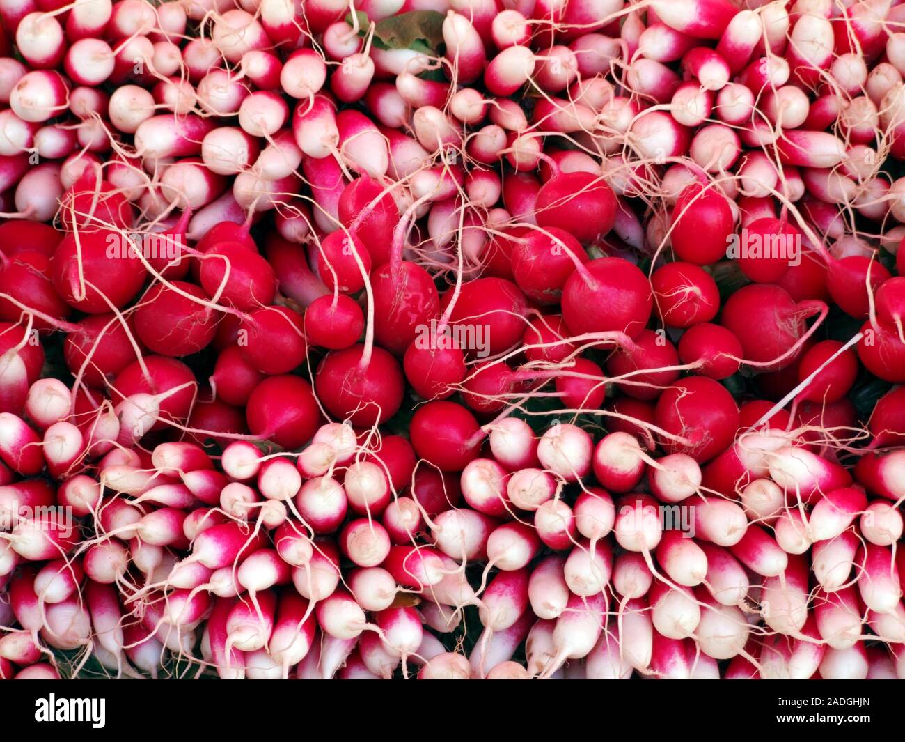Radishes. French breakfast radishes (Raphanus sativus 'French Breakfast ...