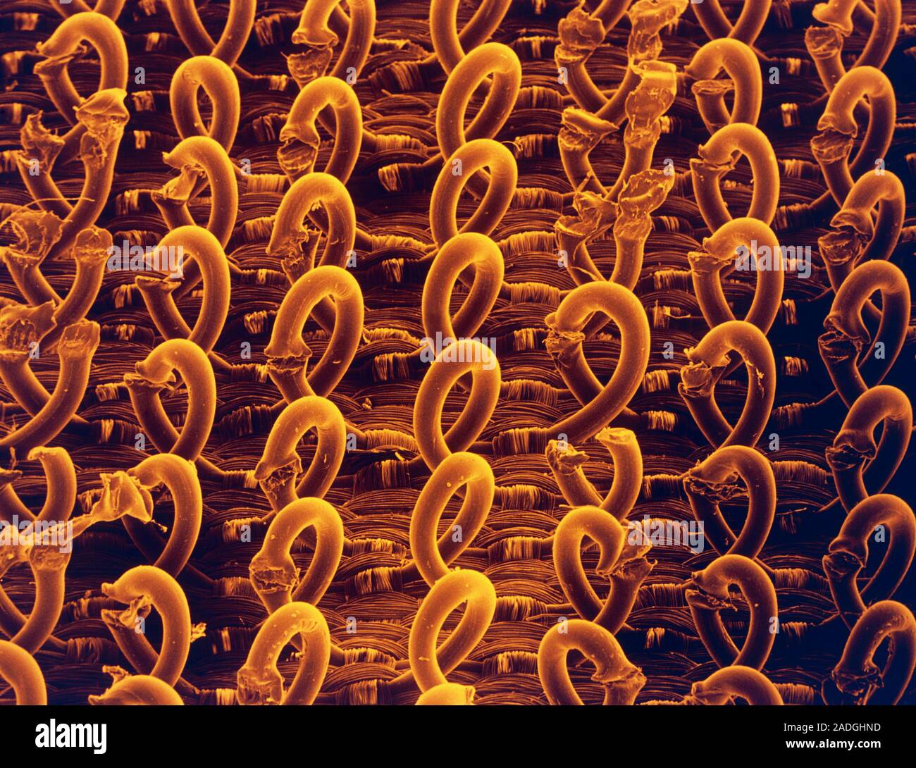 Scanning electron micrograph (SEM), coloured gold, of the hooked ...