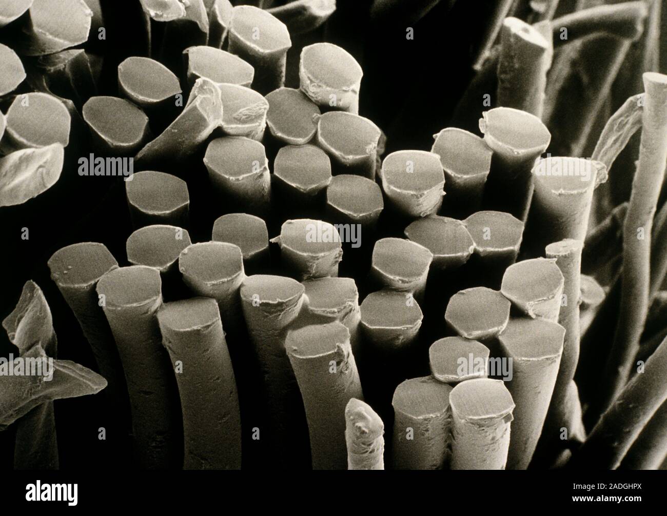 Scanning electron micrograph (SEM) of a cross- section through a duet ...