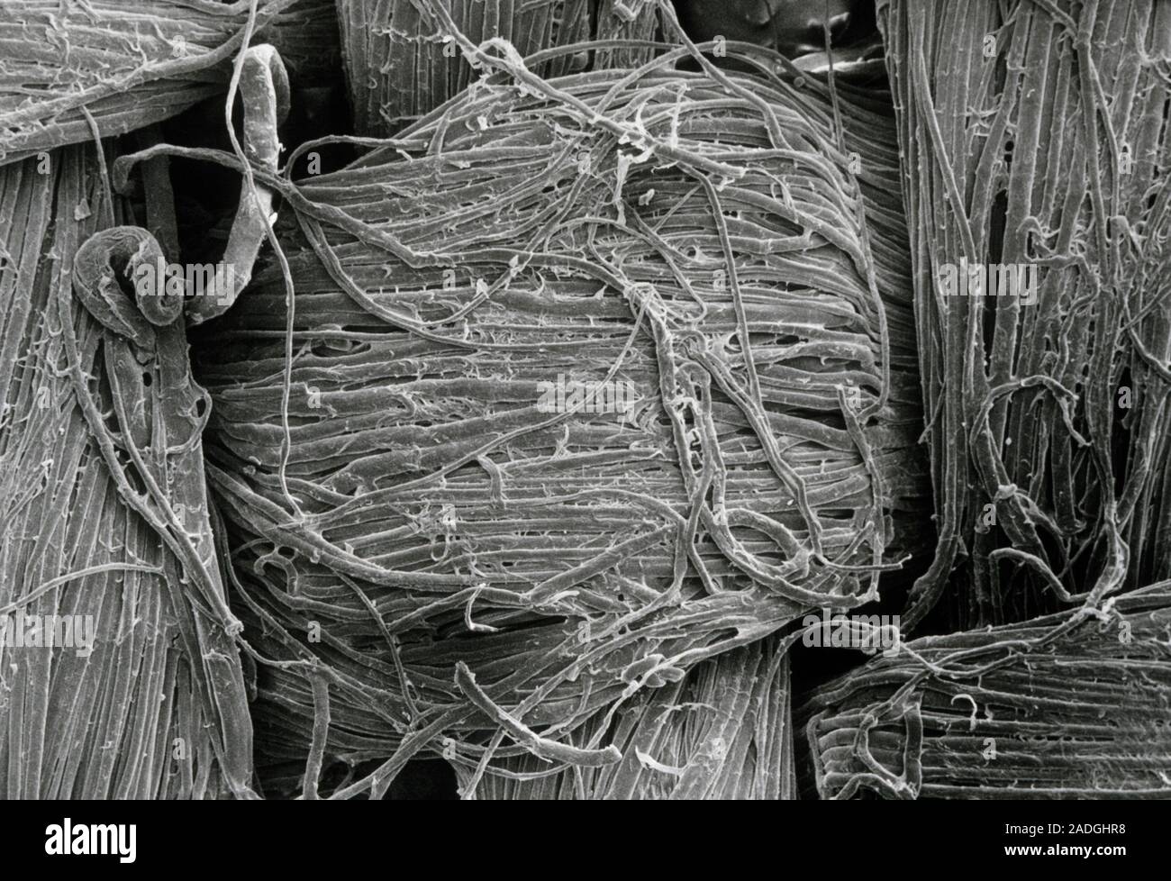 Scanning electron micrograph of the weave of a piece of linen. Linen is ...