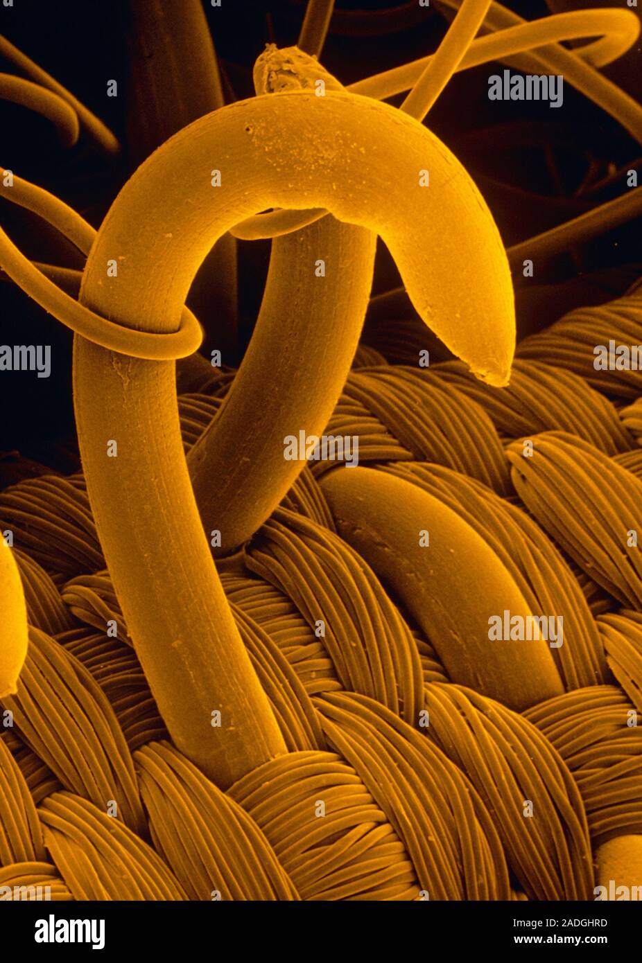 False Colour Scanning Electron Micrograph Sem Of A Hooks And Loops Fastener It Is A Nylon