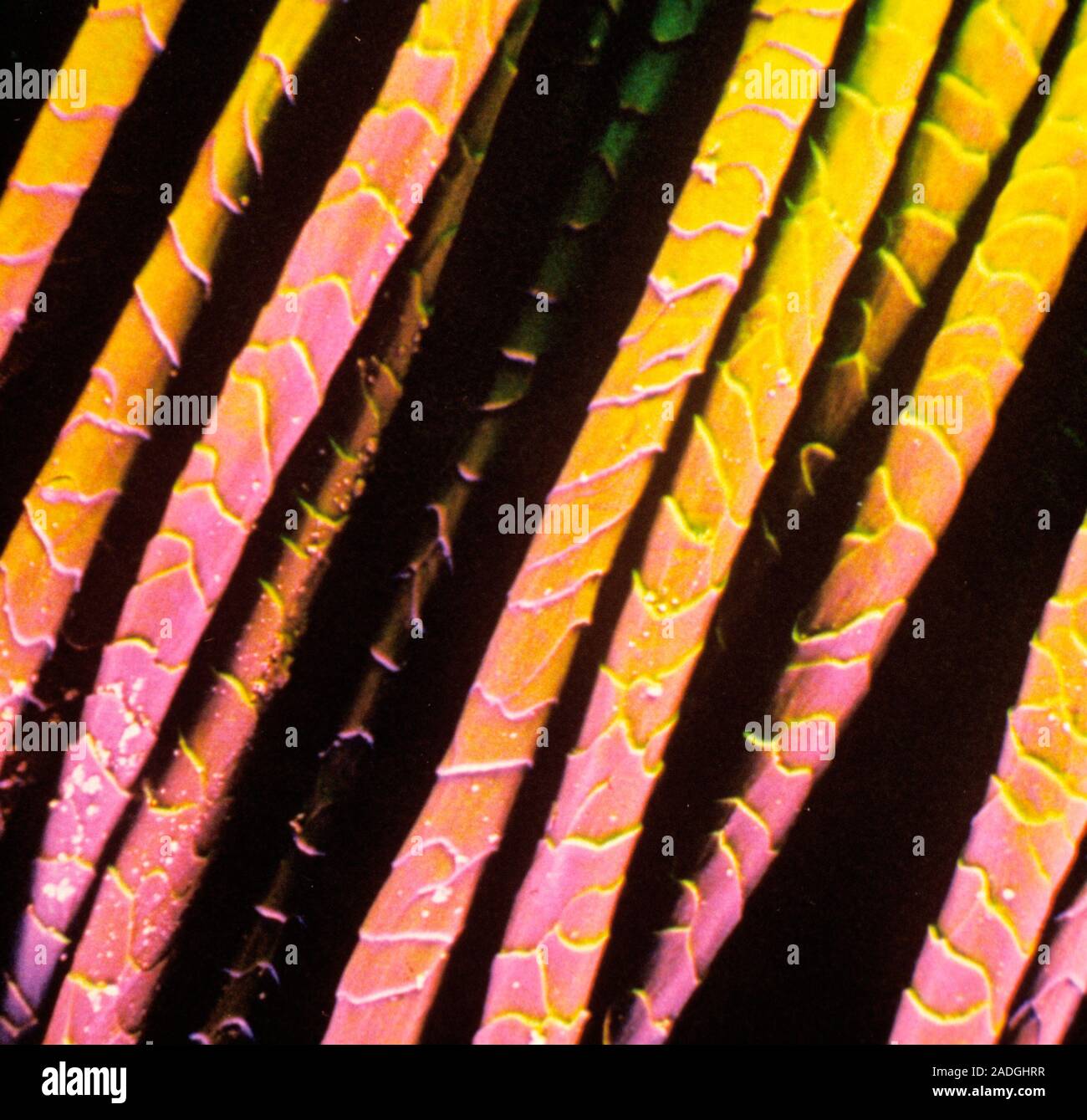 False-colour scanning electron micrograph (SEM) of strands of merino ...