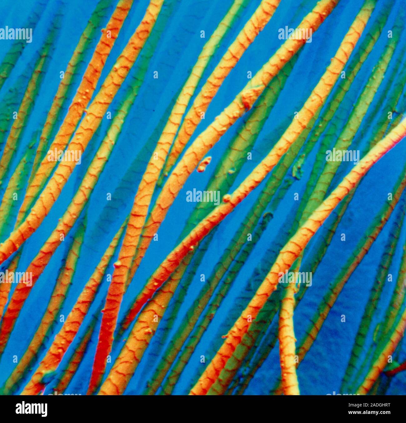 False-colour scanning electron micrograph (SEM) of strands of merino ...