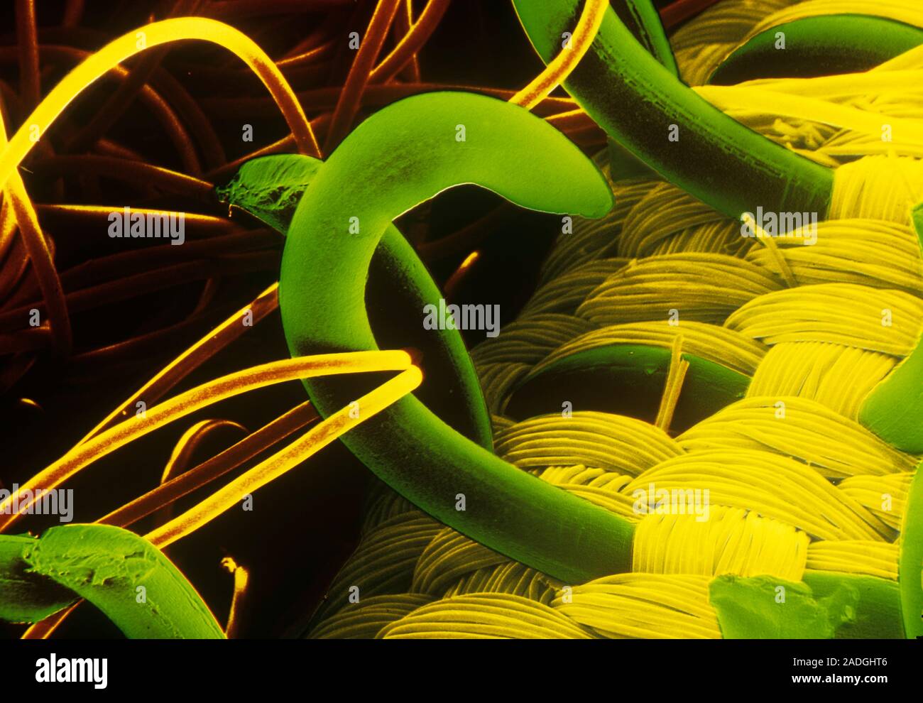 False Colour Scanning Electron Micrograph Sem Of A Hooks And Loops Fastener It Is Made Of A