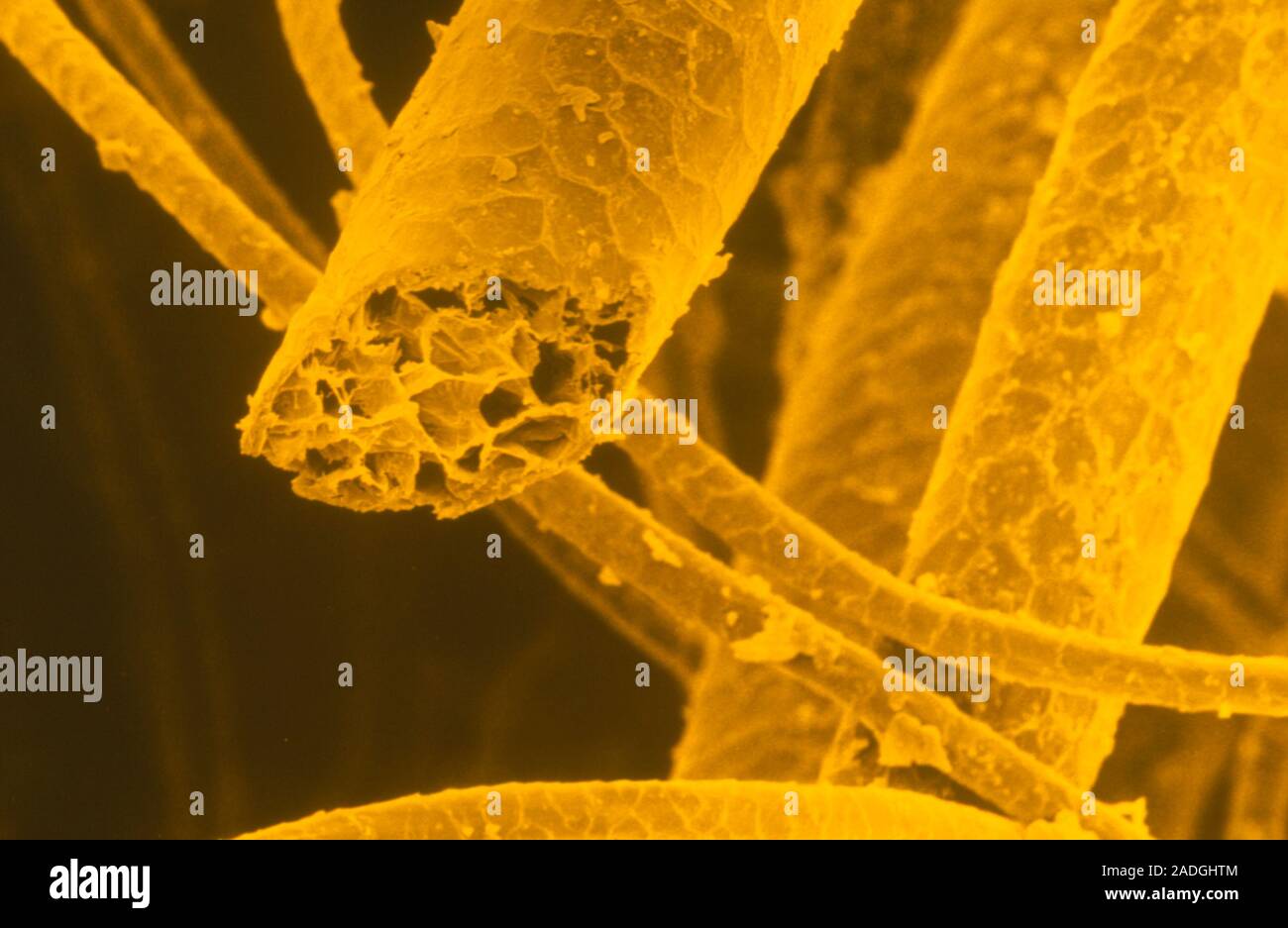 Wool. False-colour scanning electron micrograph of a sample of ...