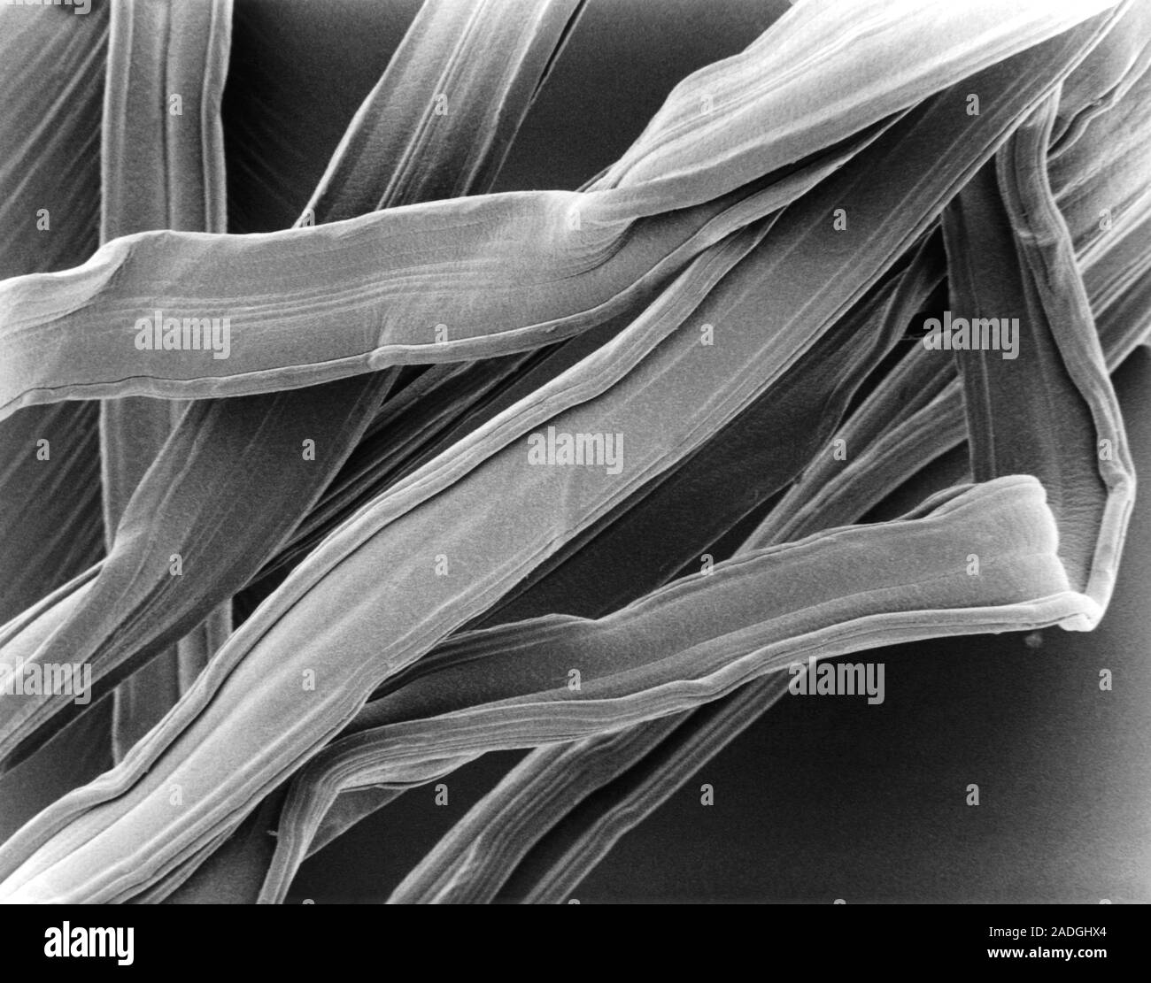 Viscose fibres. Scanning electron micrograph of highly-absorbent ...