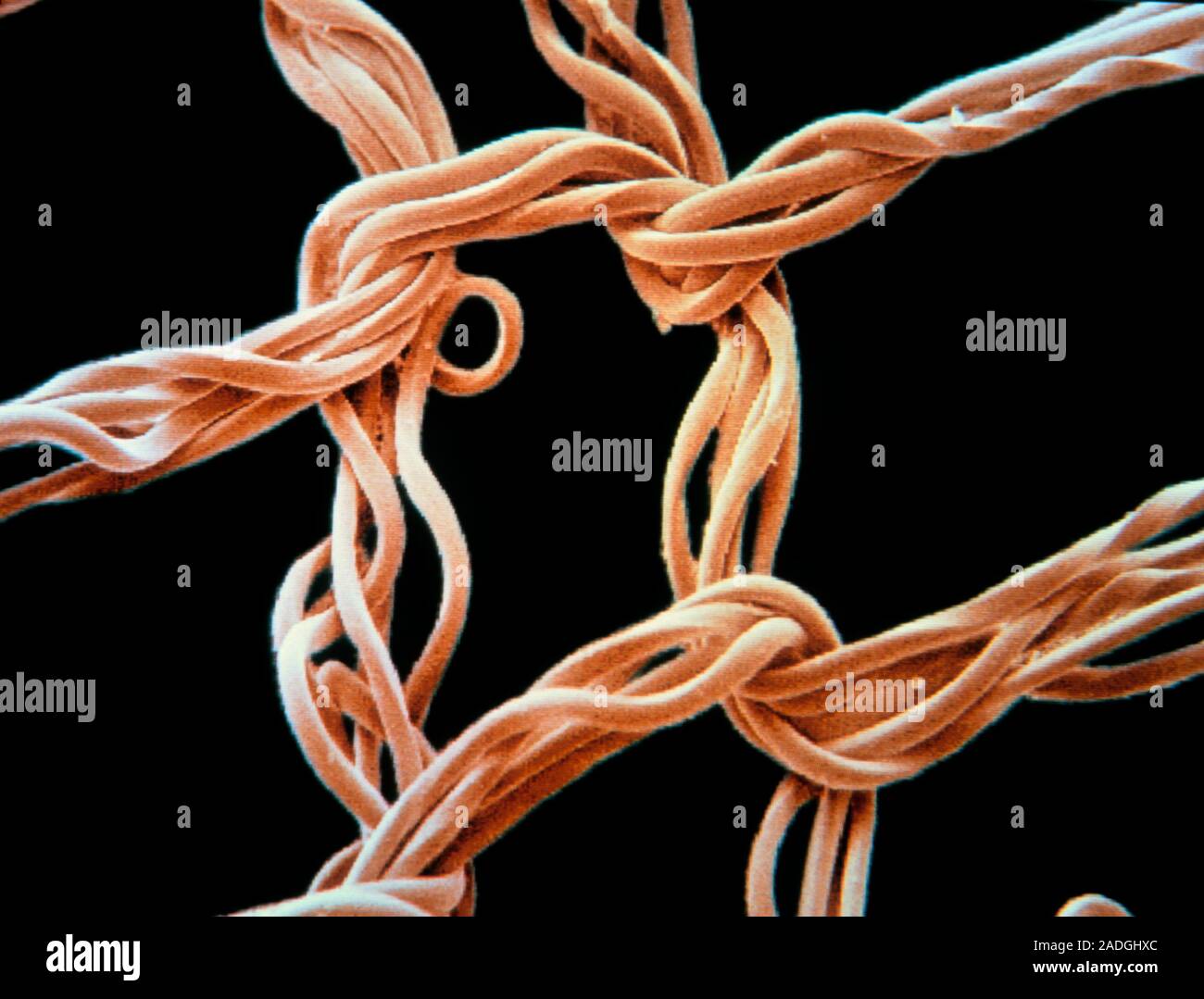 Nylon stocking fibres. Coloured Scanning Electron Micrograph (SEM) of ...