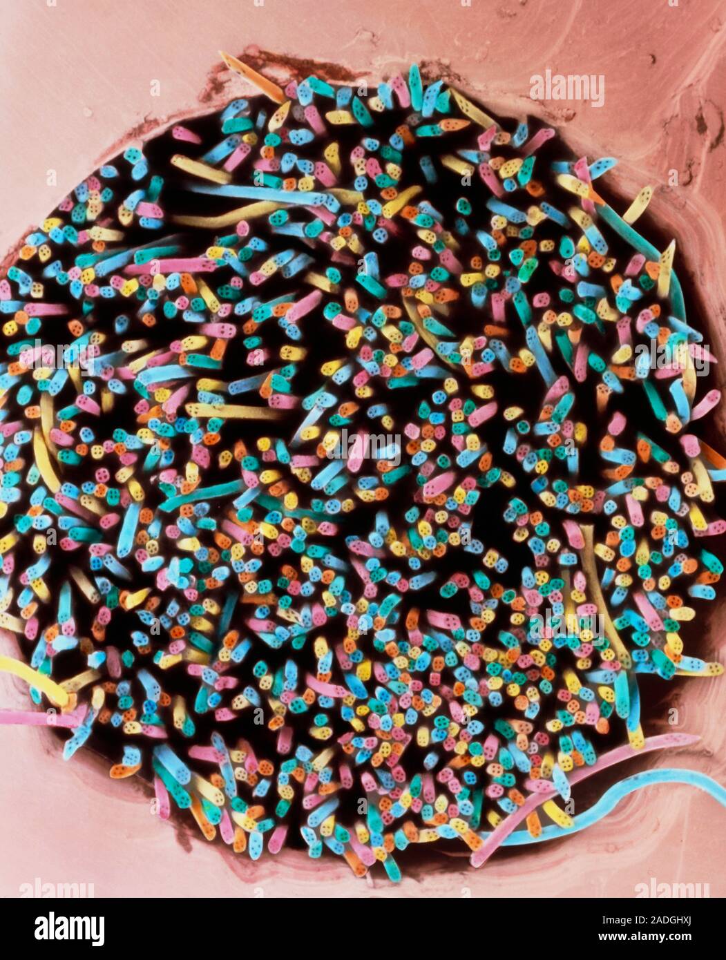 Insulation. Coloured scanning electron micrograph of fibres of a dacron ...