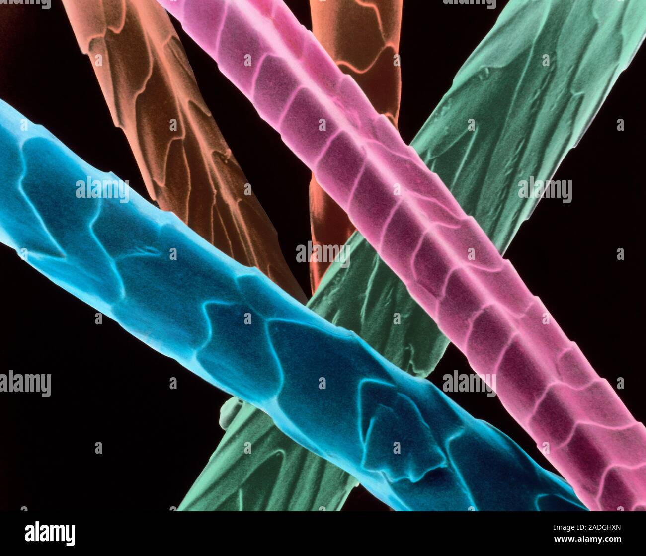 Angora wool fibres. Coloured scanning electron micrograph of fibres of ... Angora wool fibres. Coloured scanning electron micrograph of fibres of ...