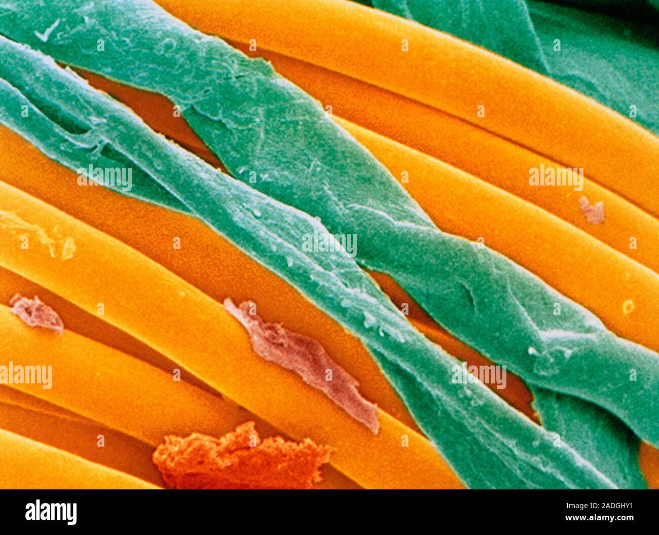 Polyester and cotton fibres. Coloured scanning electron micrograph (SEM ...