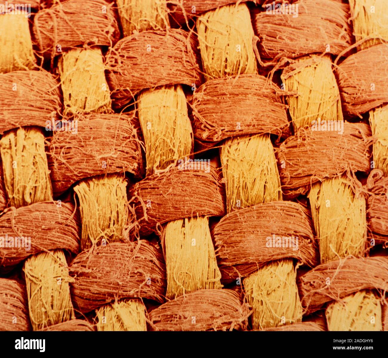 Linen. Coloured scanning electron micrograph of the weave of a piece of ...