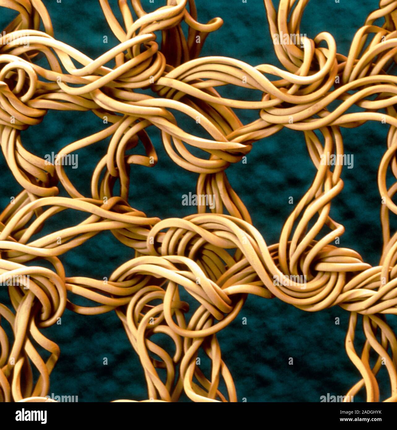 Nylon stocking fibres. Coloured Scanning Electron Micrograph (SEM) of ...