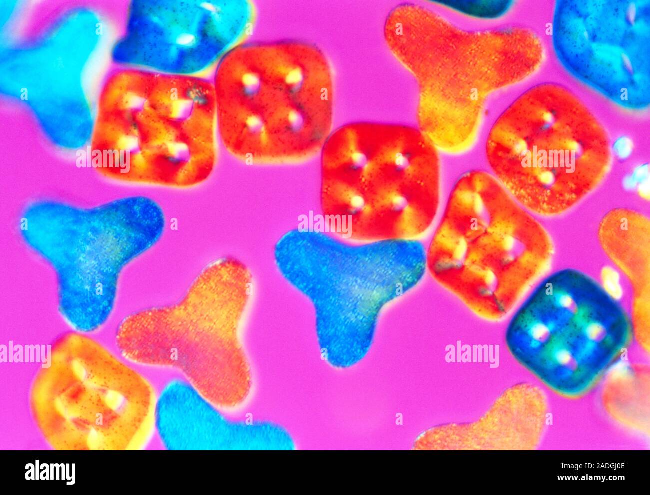 Carpet fibres. Polarised light micrograph of a cross-section through ...