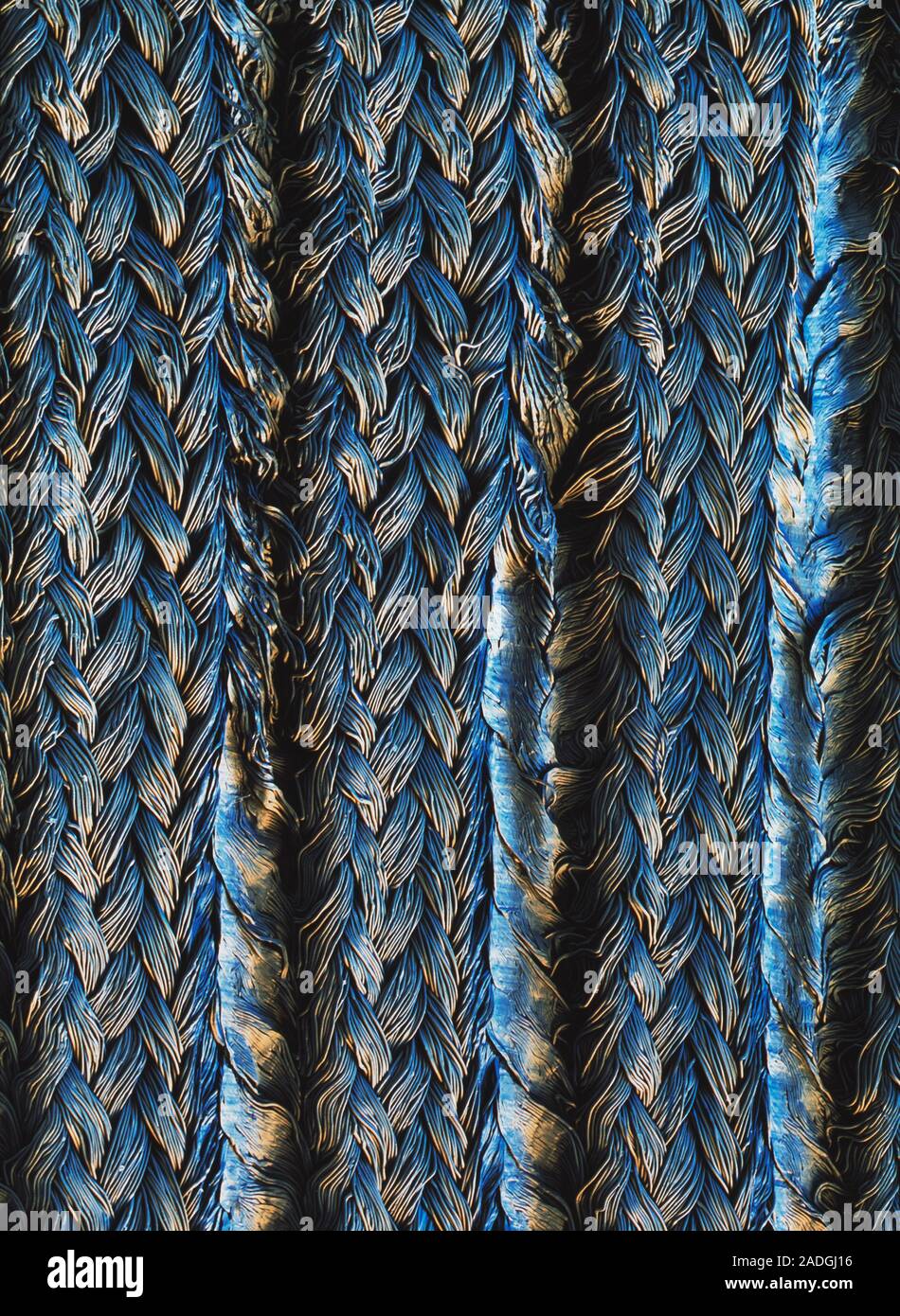 Sharkskin swimsuit. Coloured scanning electron micrograph (SEM) of the ...