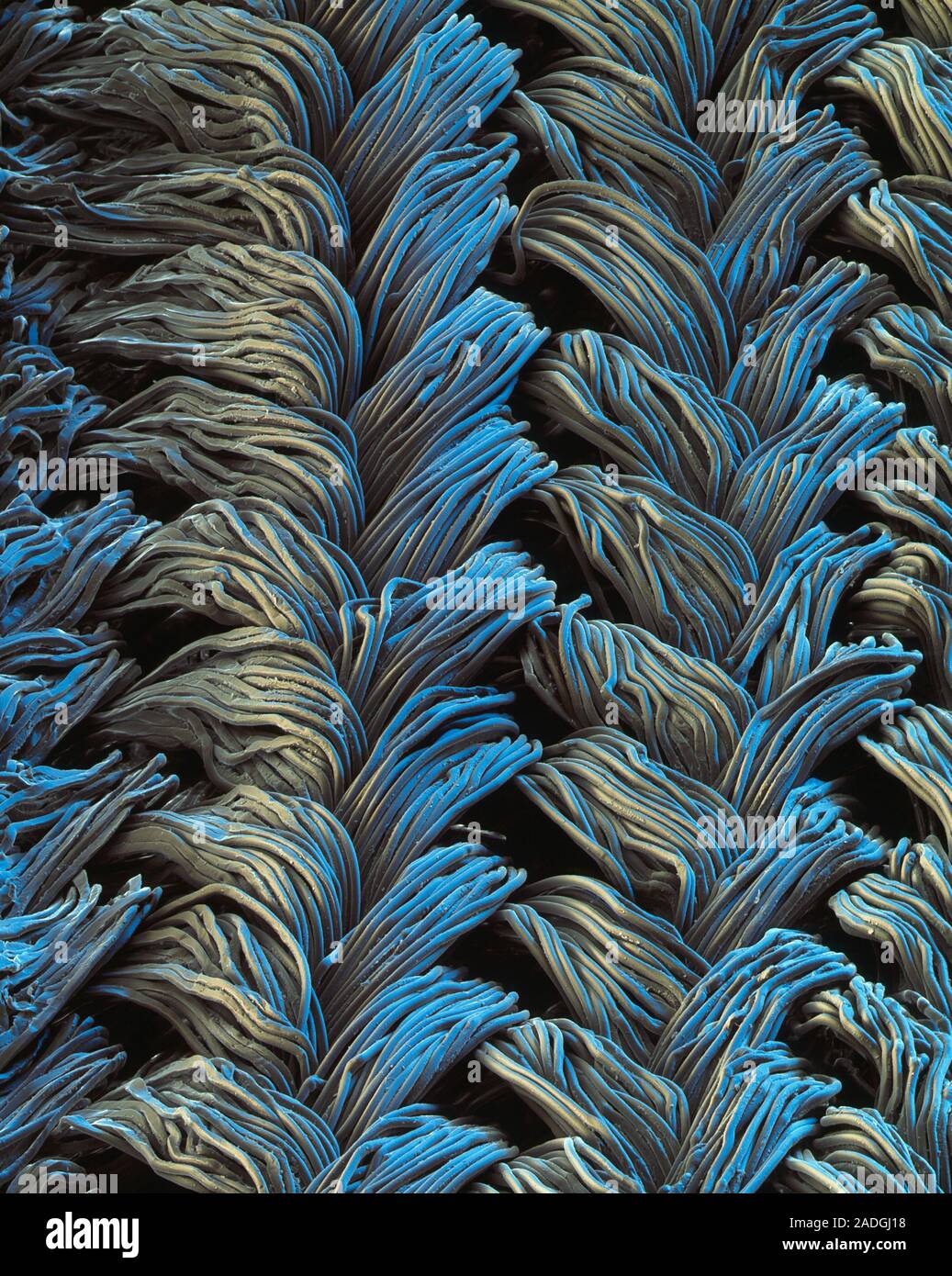 Sharkskin swimsuit. Coloured scanning electron micrograph (SEM) of the ...