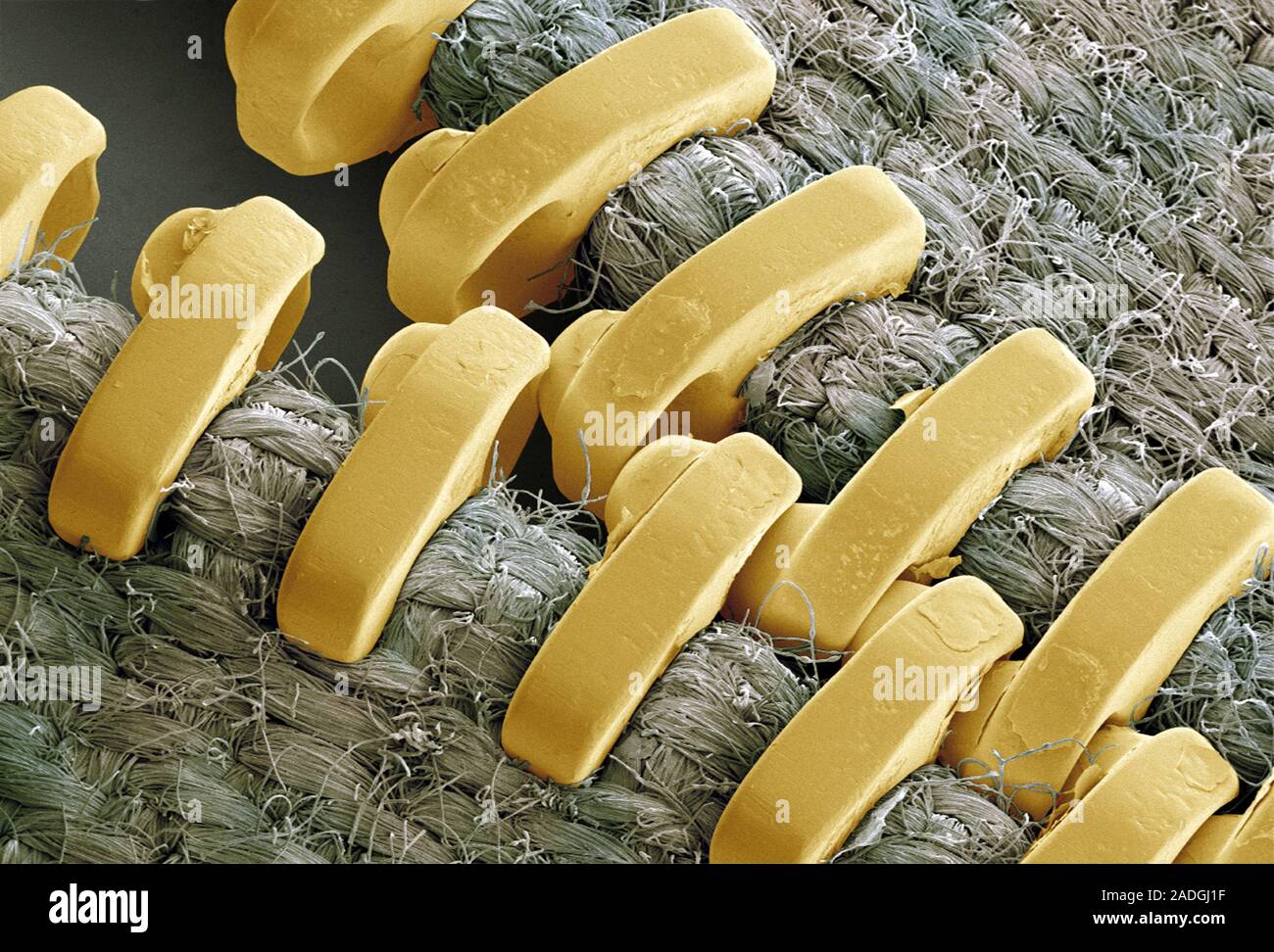 Zip. Coloured scanning electron micrograph (SEM) of the interlocking ...