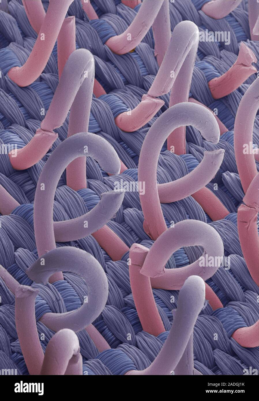 Coloured scanning electron micrograph (SEM) of a hooks and loops ...