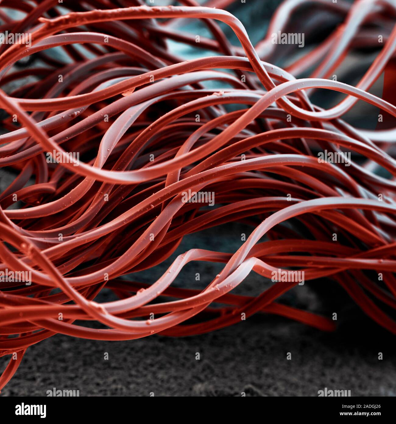 Polyester fibres. Coloured scanning electron micrograph (SEM) of fibres ... Polyester fibres. Coloured scanning electron micrograph (SEM) of fibres ...