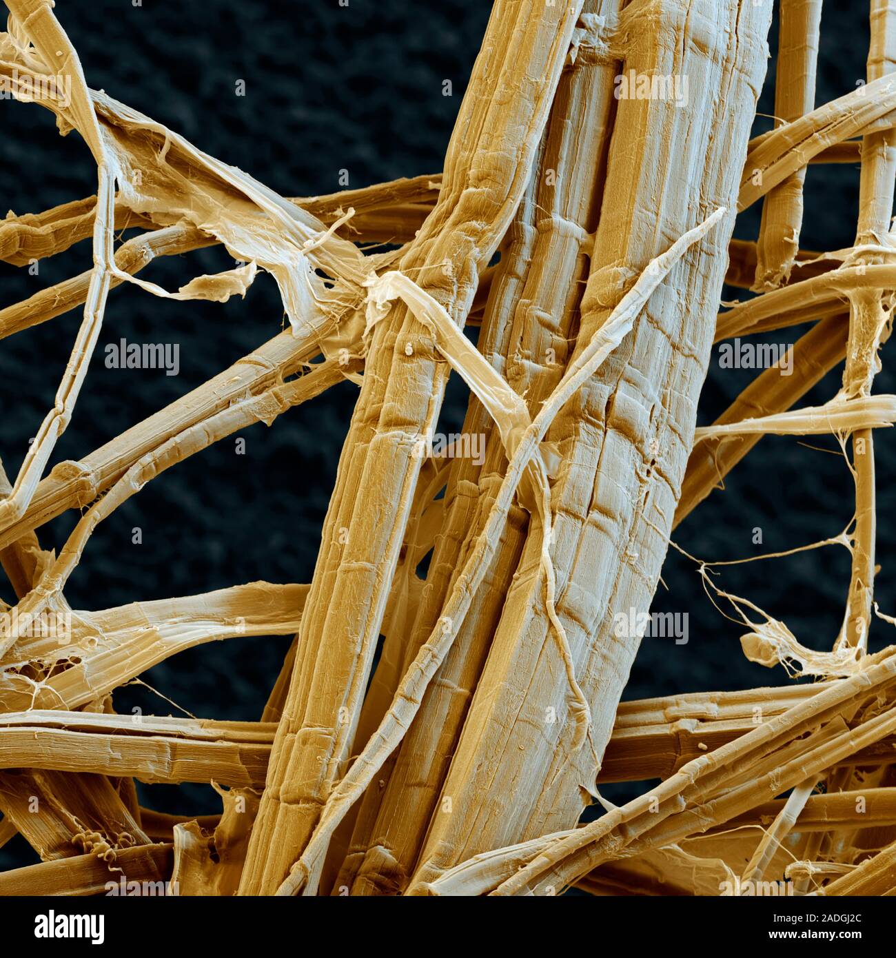 Hemp fibres. Coloured scanning electron micrograph (SEM) of fibres from ...
