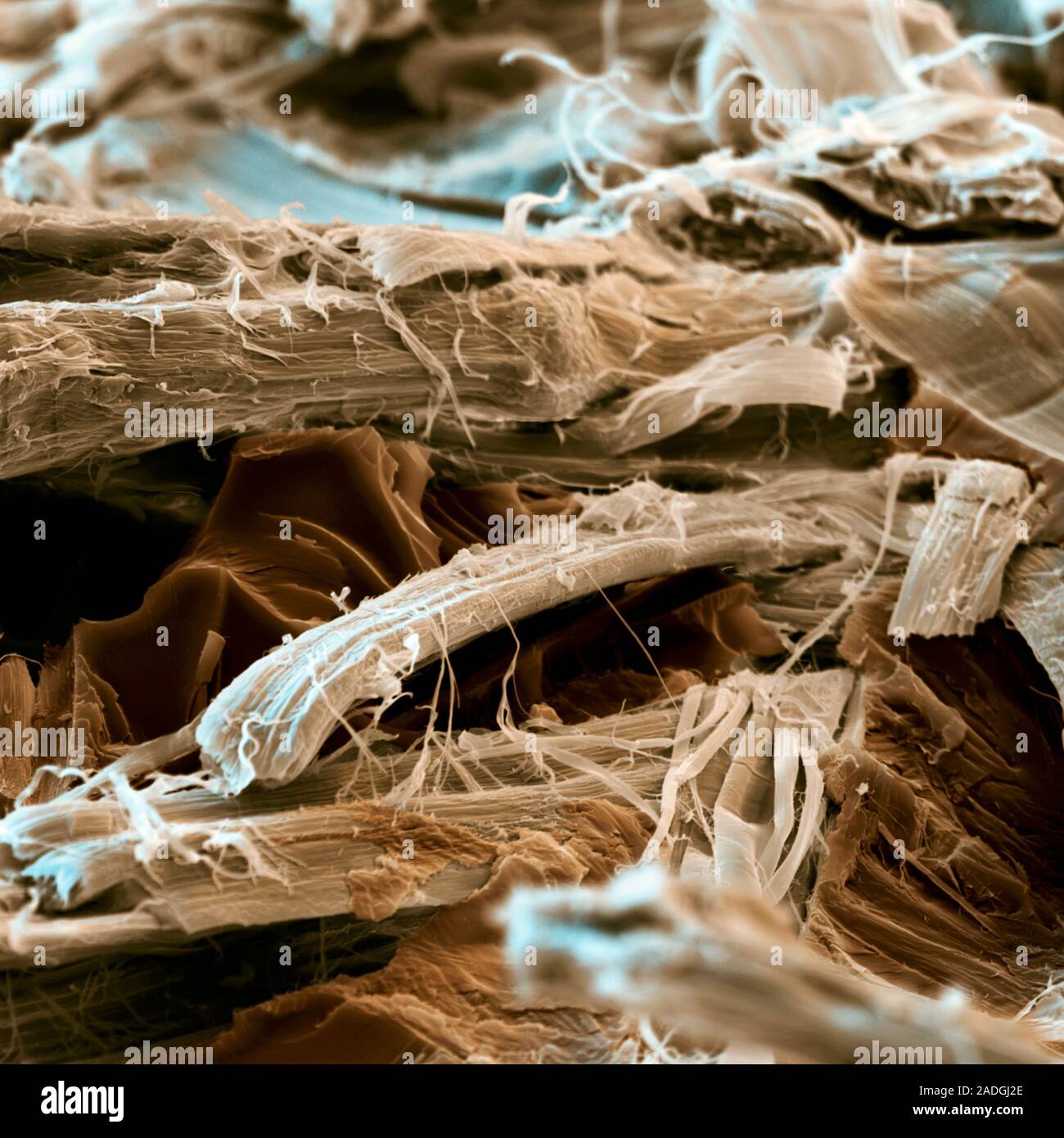 Hemp material. Coloured scanning electron micrograph (SEM) of a ...