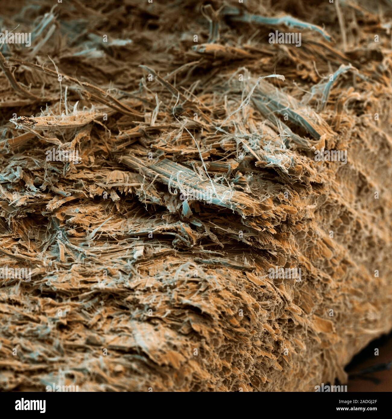Hemp material. Coloured scanning electron micrograph (SEM) of a ...