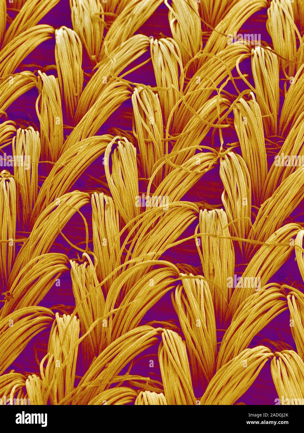 Synthetic fibres. Coloured scanning electron micrograph (SEM) of ... Synthetic fibres. Coloured scanning electron micrograph (SEM) of ...