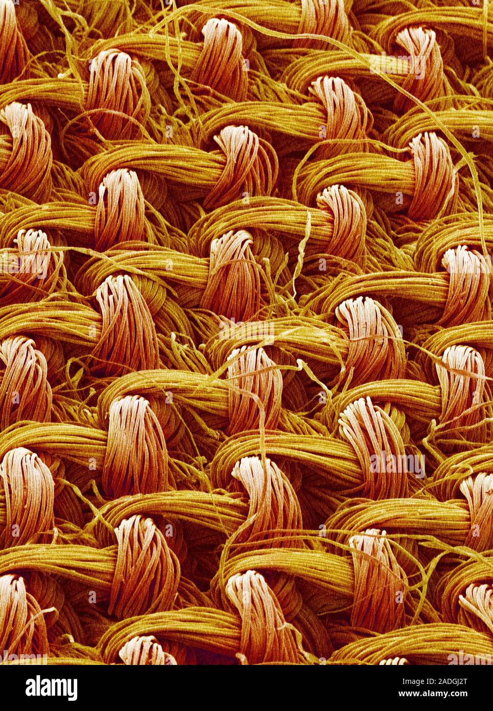 Synthetic fibres. Coloured scanning electron micrograph (SEM) of ... Synthetic fibres. Coloured scanning electron micrograph (SEM) of ...