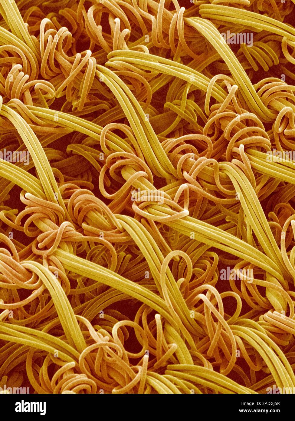 Woven fabric fibres. Coloured scanning electron micrograph (SEM) of ...