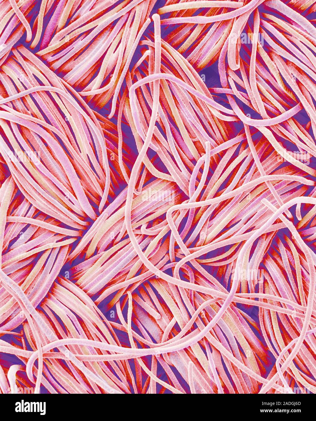 Woven wool. Coloured scanning electron micrograph (SEM) of fibres of ... Woven wool. Coloured scanning electron micrograph (SEM) of fibres of ...