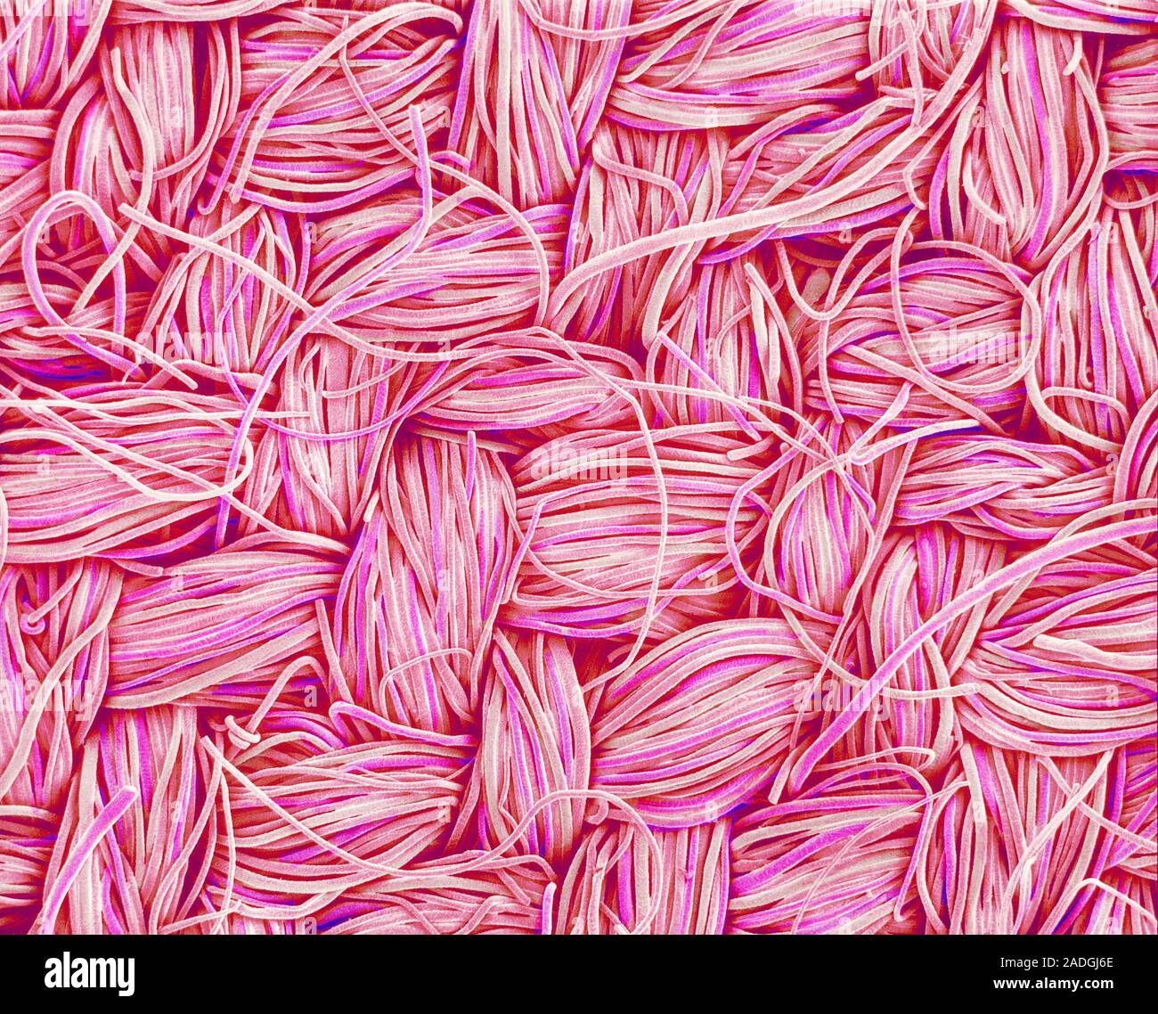 Woven wool. Coloured scanning electron micrograph (SEM) of fibres of ... Woven wool. Coloured scanning electron micrograph (SEM) of fibres of ...