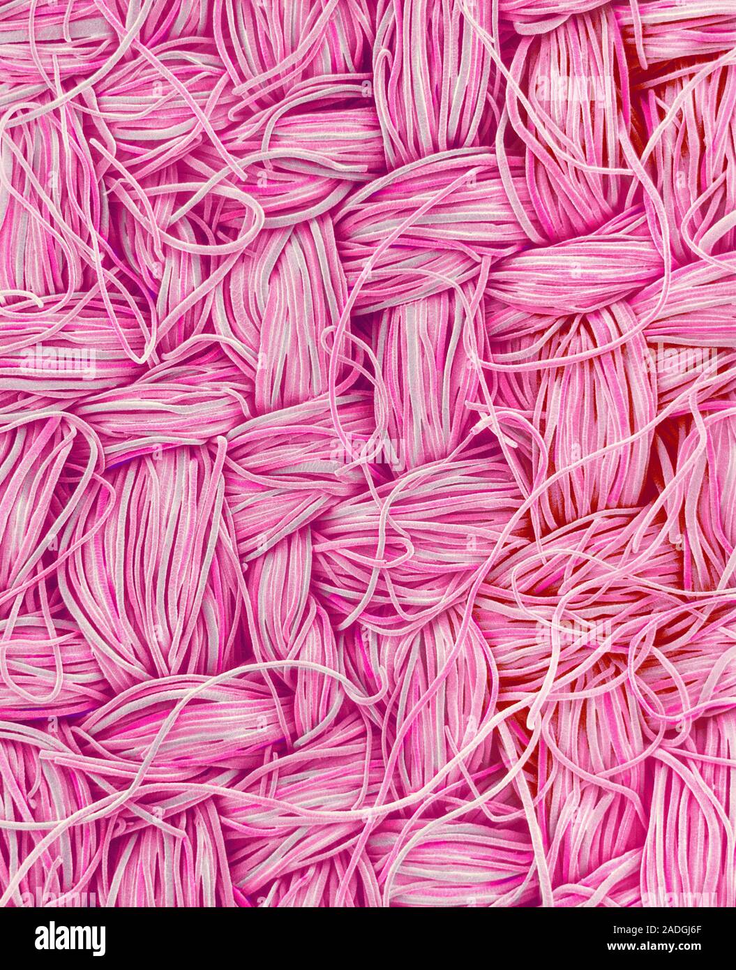 Woven wool. Coloured scanning electron micrograph (SEM) of fibres of ... Woven wool. Coloured scanning electron micrograph (SEM) of fibres of ...