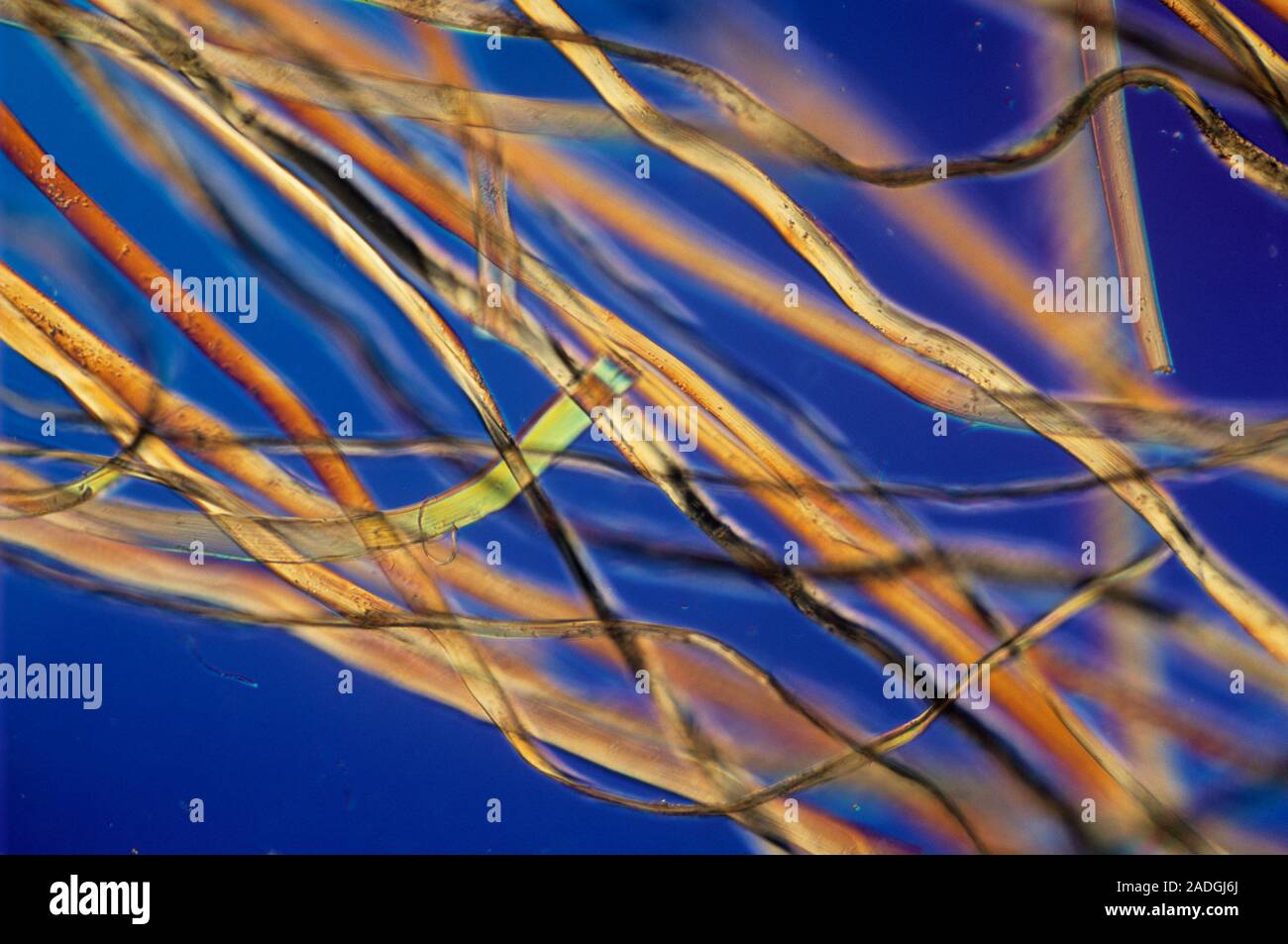Tussah silk fibres, light micrograph. The Tasar moth (Antheraea pernyi ...