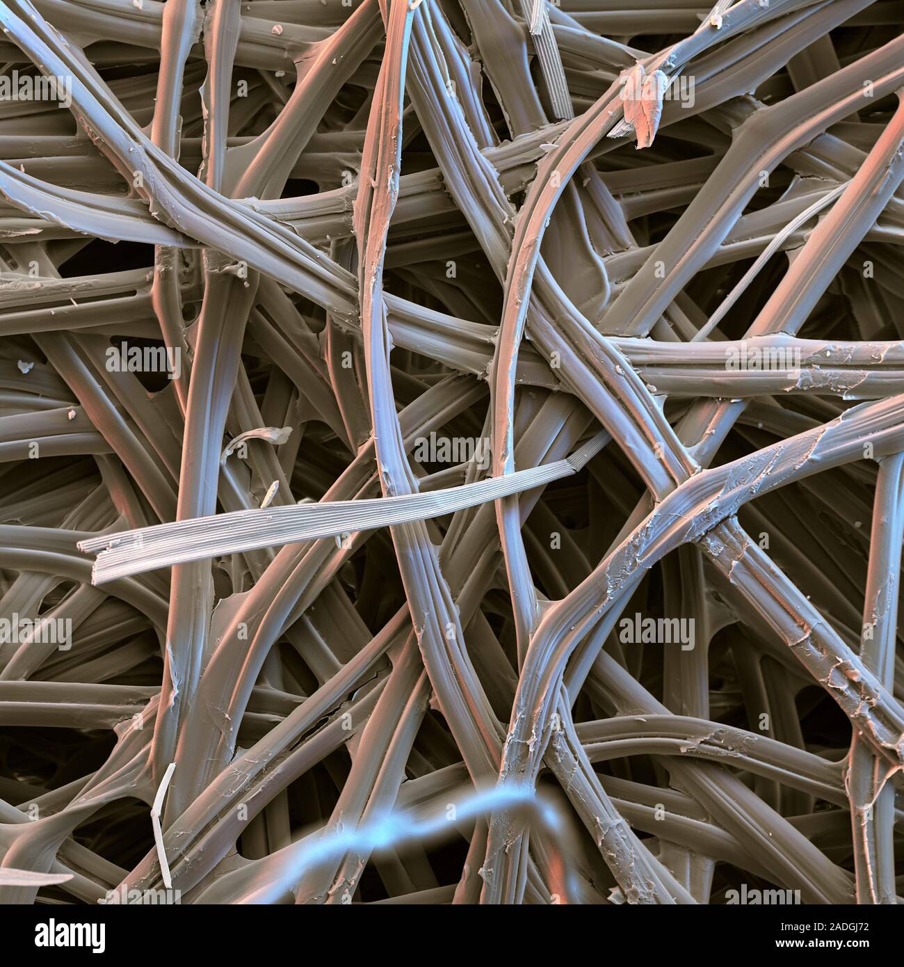 Silk fibres, coloured scanning electron micrograph (SEM). Silk is a ...