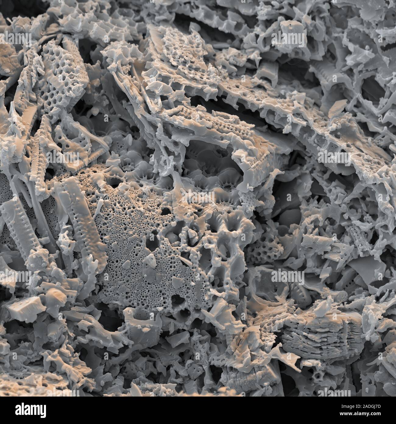 Ceramic filter, coloured scanning electron micrograph (SEM). This ...