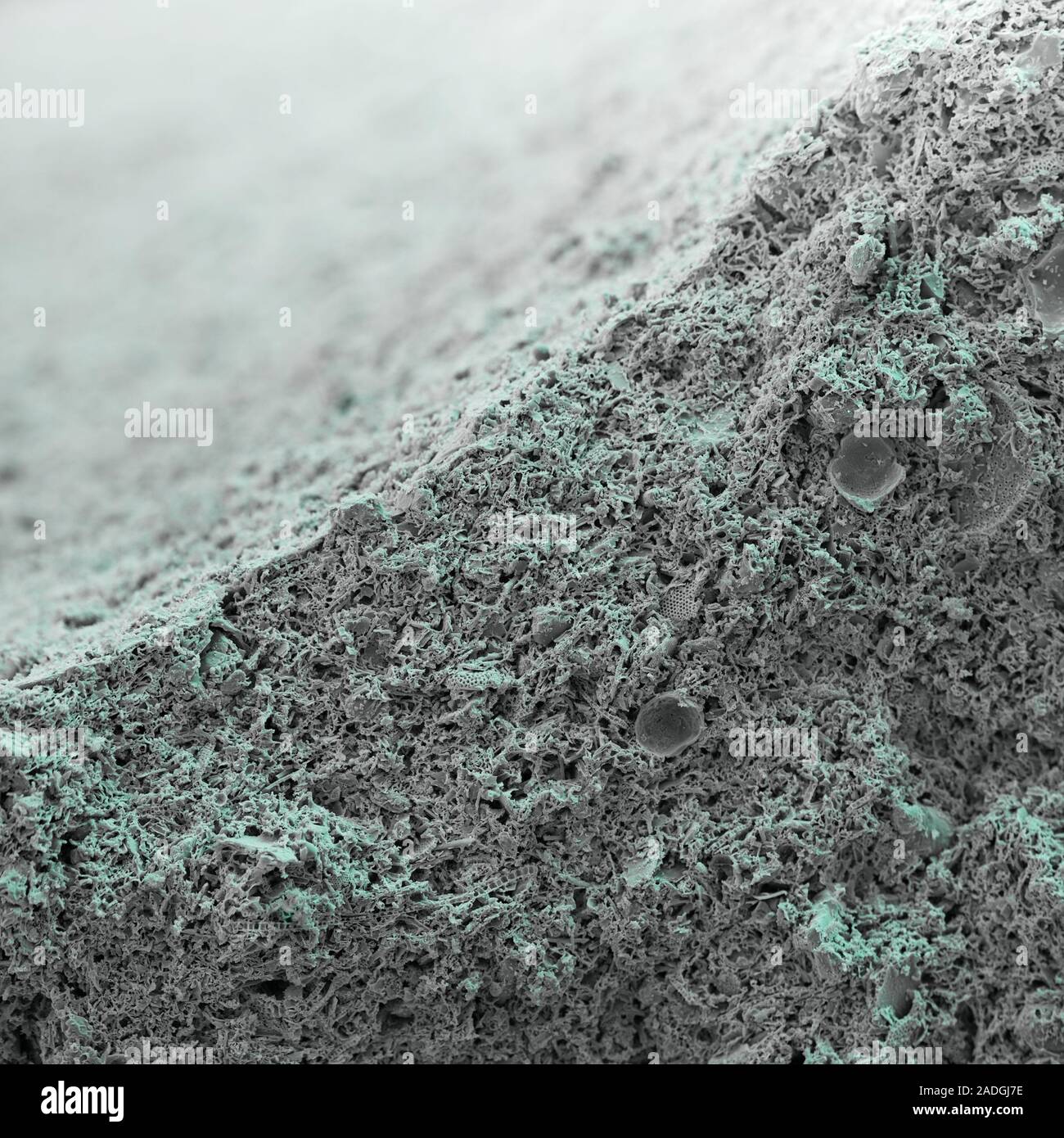 Ceramic filter, coloured scanning electron micrograph (SEM). This ...