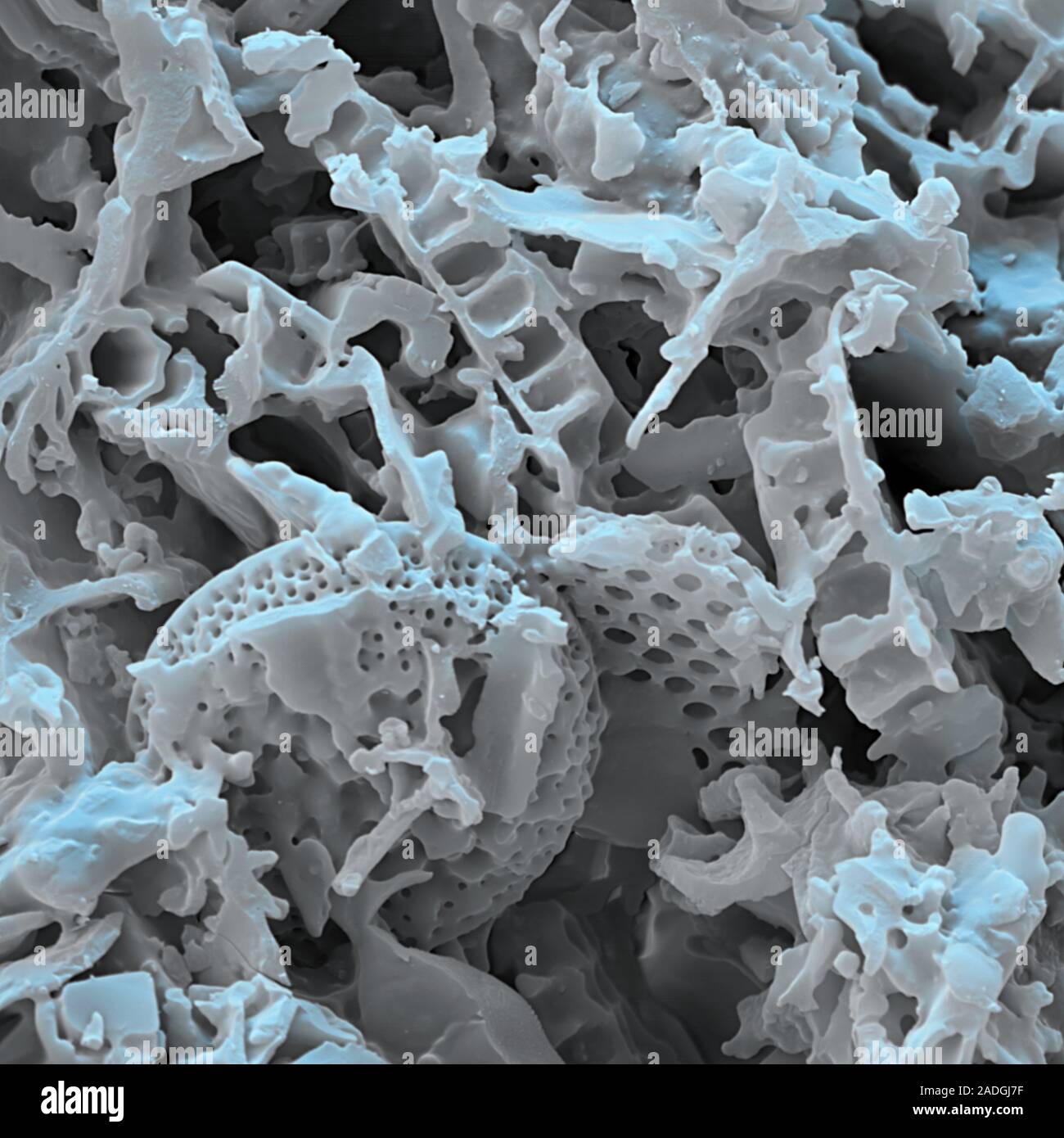 Ceramic filter, coloured scanning electron micrograph (SEM). This ...