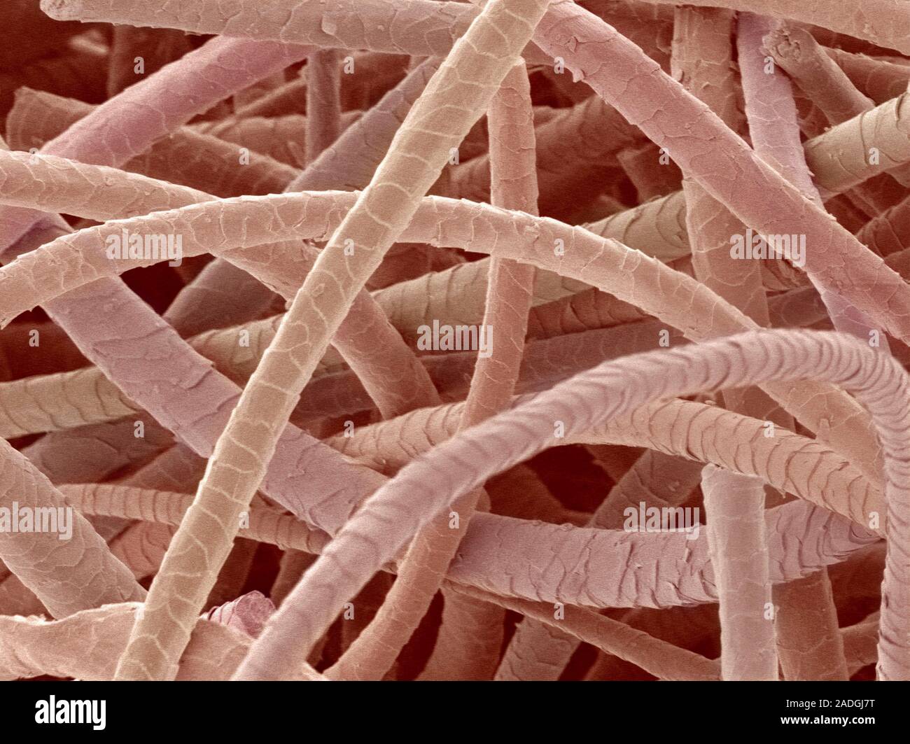 Wool. Coloured scanning electron micrograph (SEM) of wool from a sheep ... Wool. Coloured scanning electron micrograph (SEM) of wool from a sheep ...