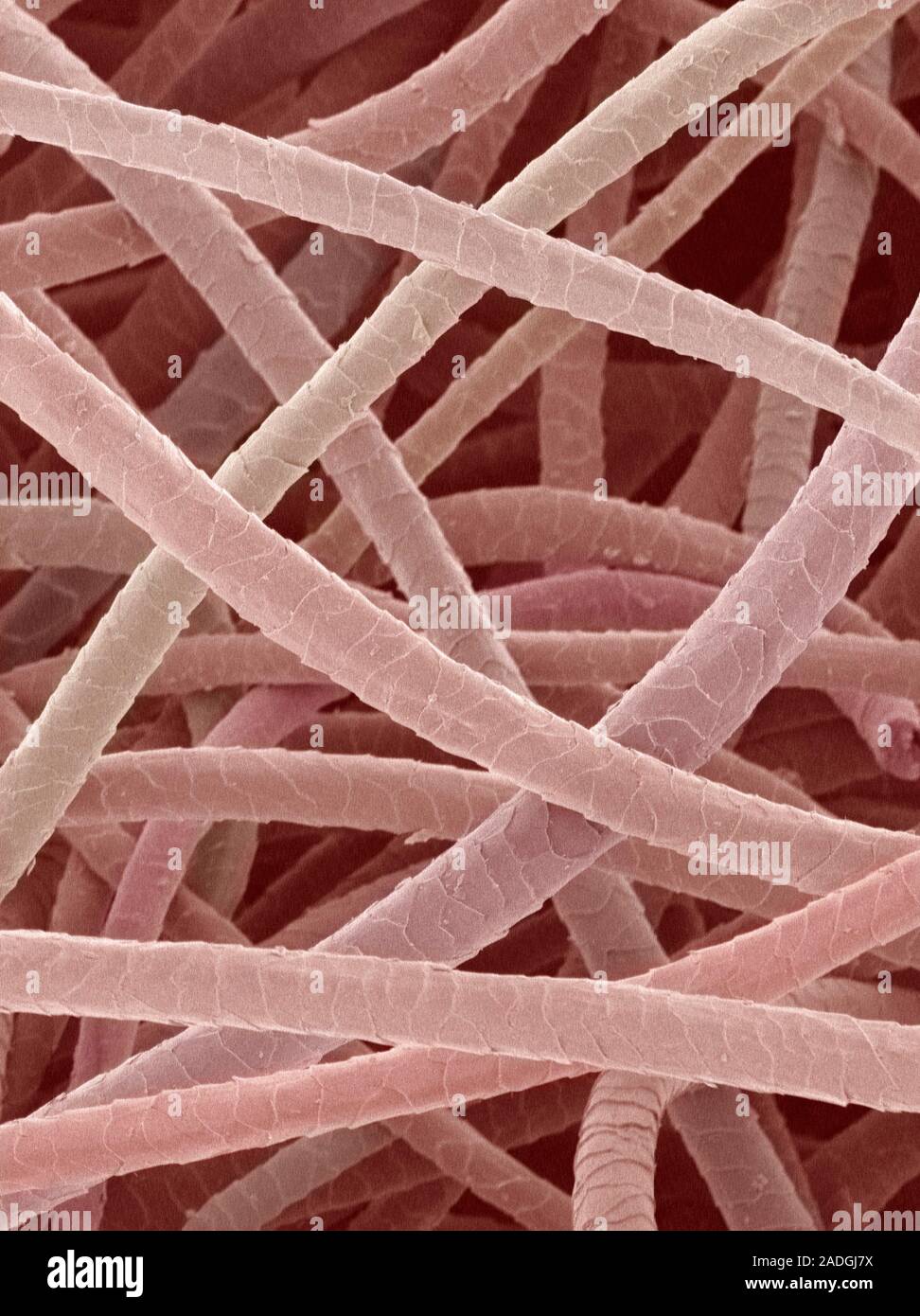 Wool. Coloured scanning electron micrograph (SEM) of wool from a sheep ...