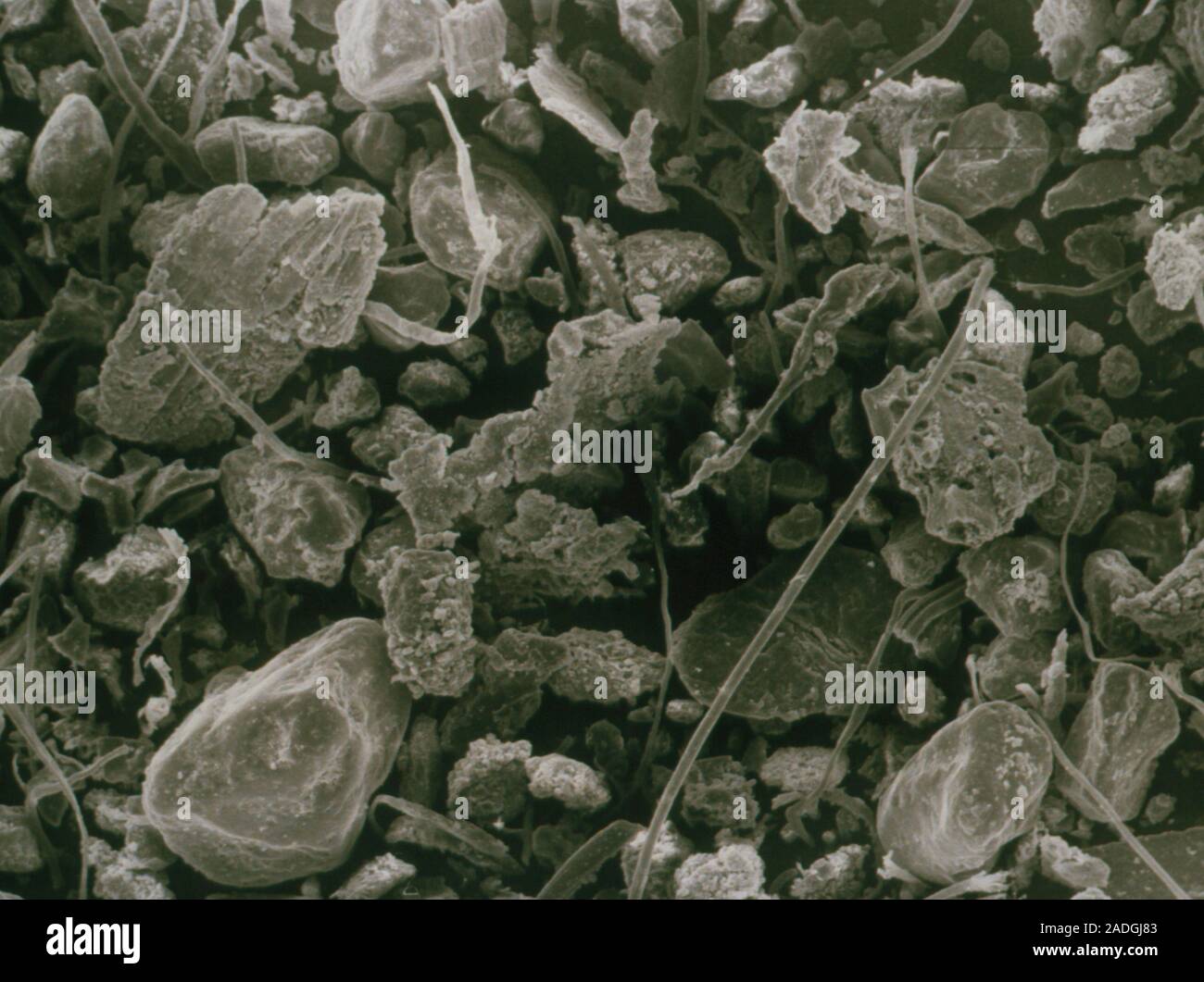 Scanning electron micrograph (SEM) of household dust collected from a ...