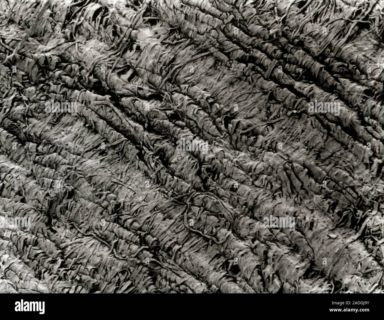Toilet paper. Scanning electron micrograph of fibres of a soft toilet ...
