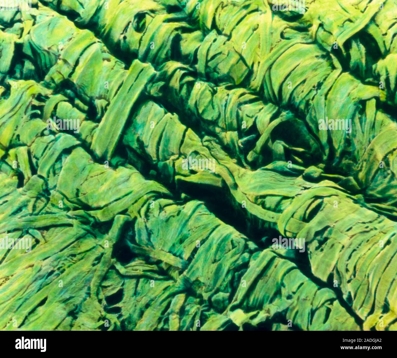 Toilet paper. Coloured scanning electron micrograph of fibres of a soft ...