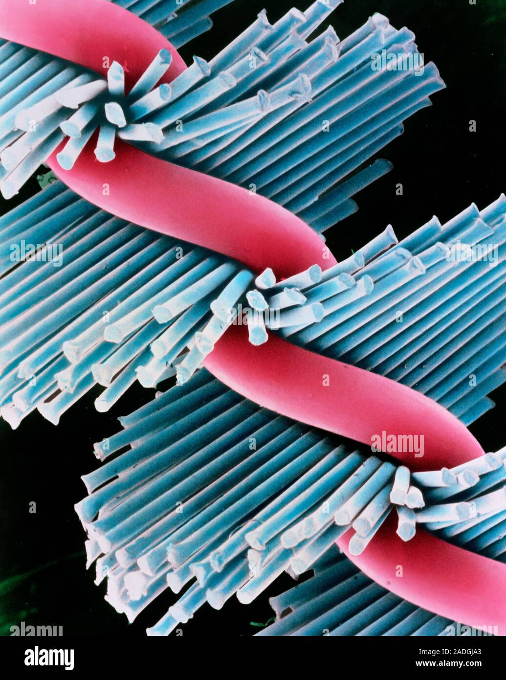 Toothbrush. Coloured scanning electron micrograph of a special type of ...