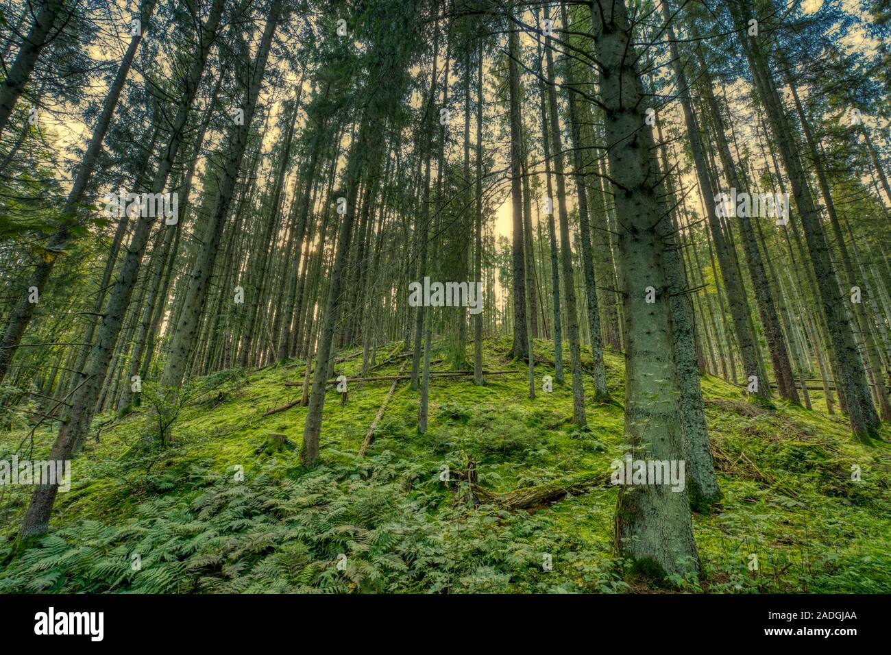 Videangel picture of tall pinetrees in the danish forest Stock Photo ...