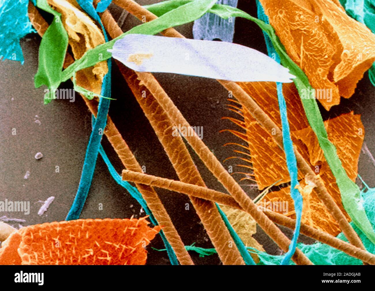 House dust. Coloured scanning electron micrograph (SEM) of house dust ...