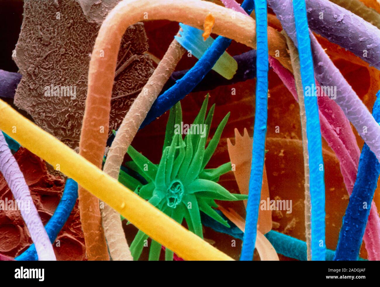 Household dust. Coloured Scanning Electron Micro- graph (SEM) of a ...