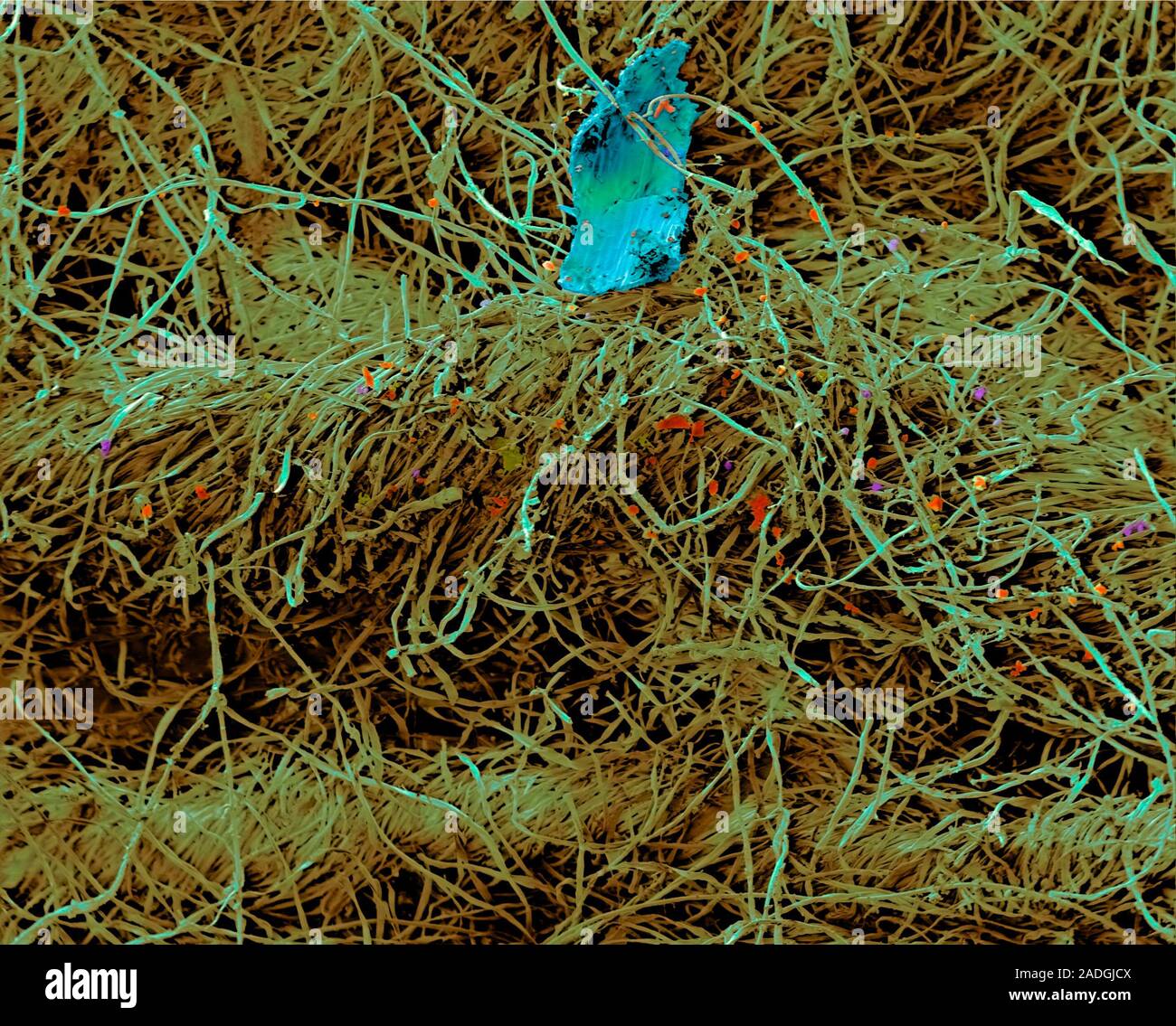 Household dust. Coloured scanning electron micrograph (SEM) of a sample ...