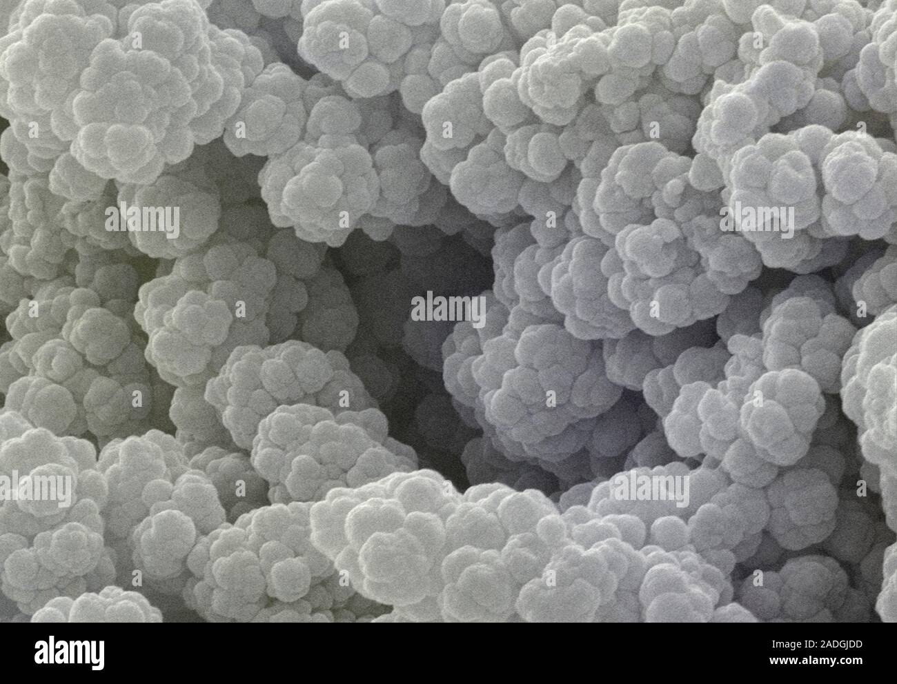 Water purifier. Coloured scanning electron micrograph (SEM) of the ...