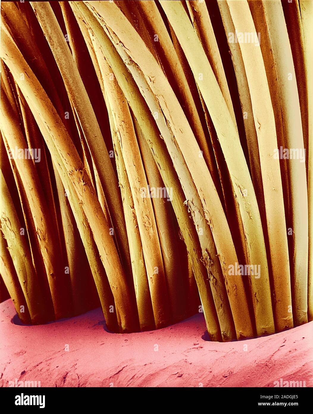 Toothbrush bristles. Coloured scanning electron micrograph (SEM) of the ...