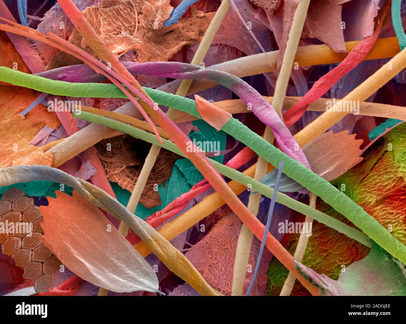 Household dust. Coloured scanning electron micrograph (SEM) of a sample ...