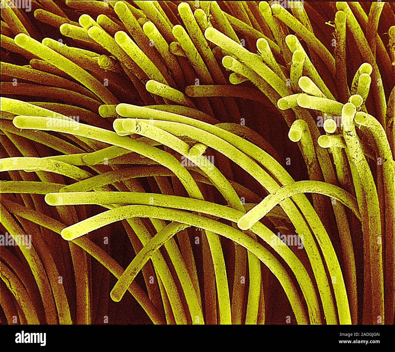 Toothbrush. Coloured scanning electron micrograph (SEM) of the bristles ...